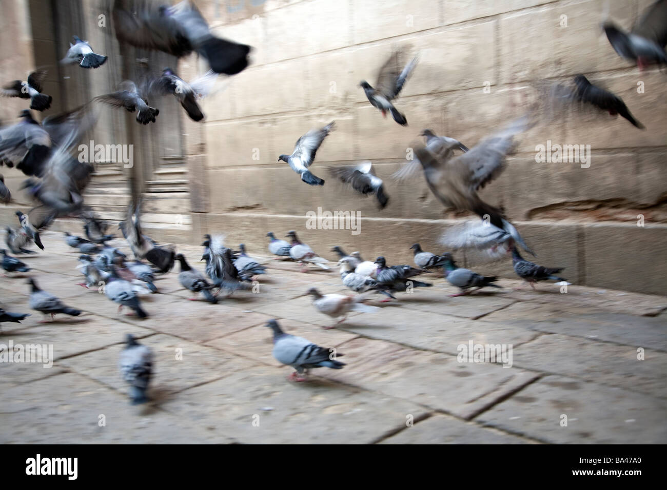 Doves on the Hospital de la Santa Creu Saint Cross Hospital 15th ...