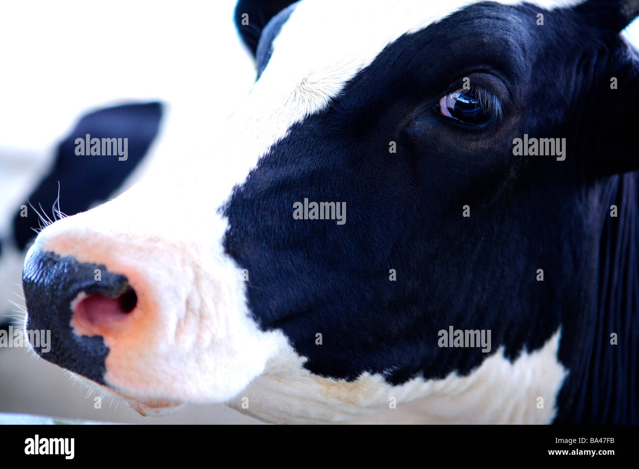 Detail of a cow s head Stock Photo - Alamy
