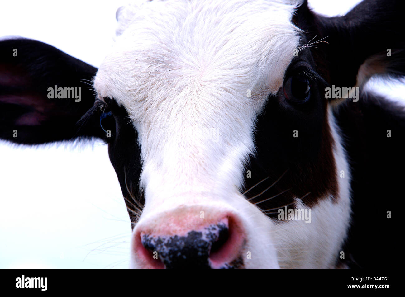 Cow head and body hi-res stock photography and images - Alamy