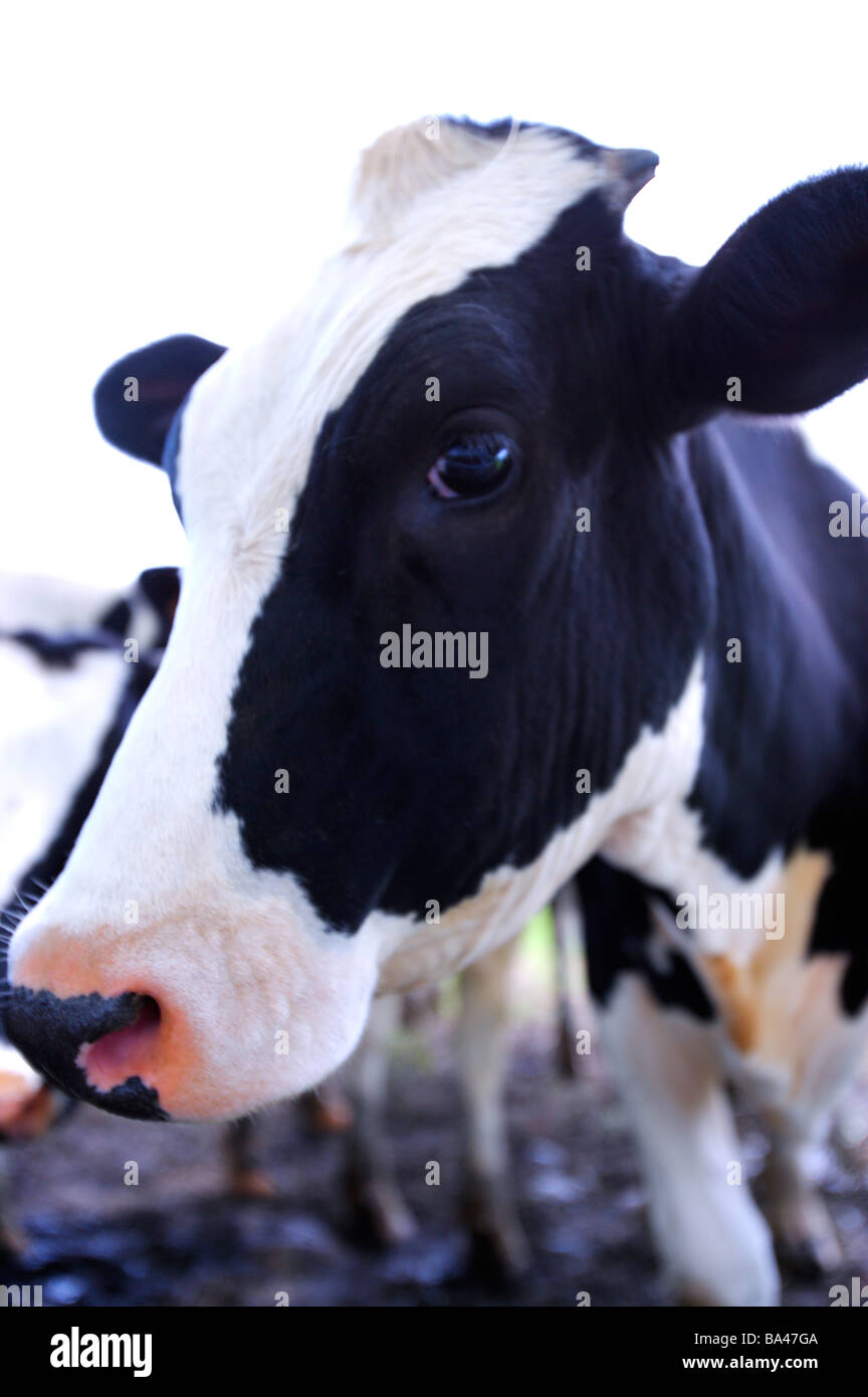 Detail of a cow s head Stock Photo - Alamy