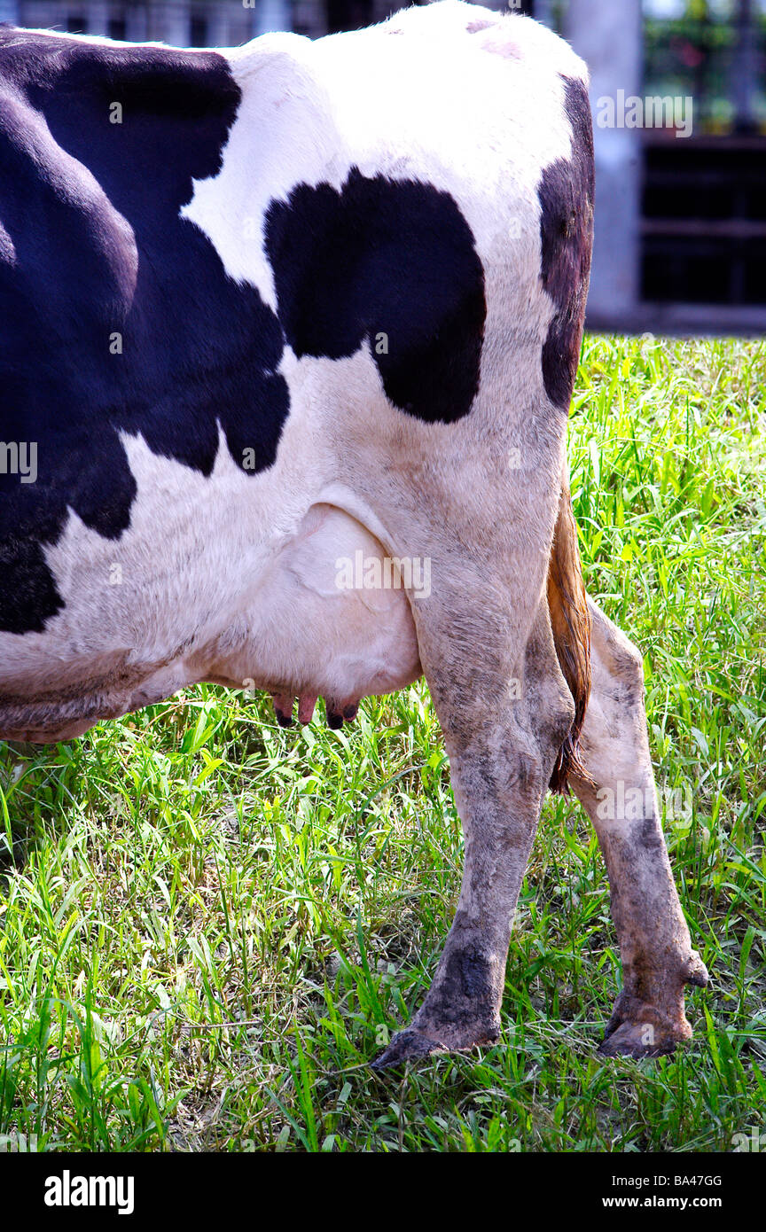 Cow rear end hi-res stock photography and images - Alamy