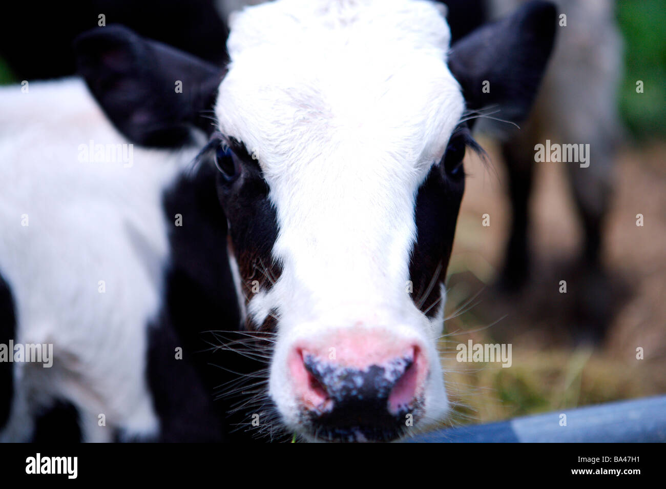 Cow standing and watching Stock Photo - Alamy