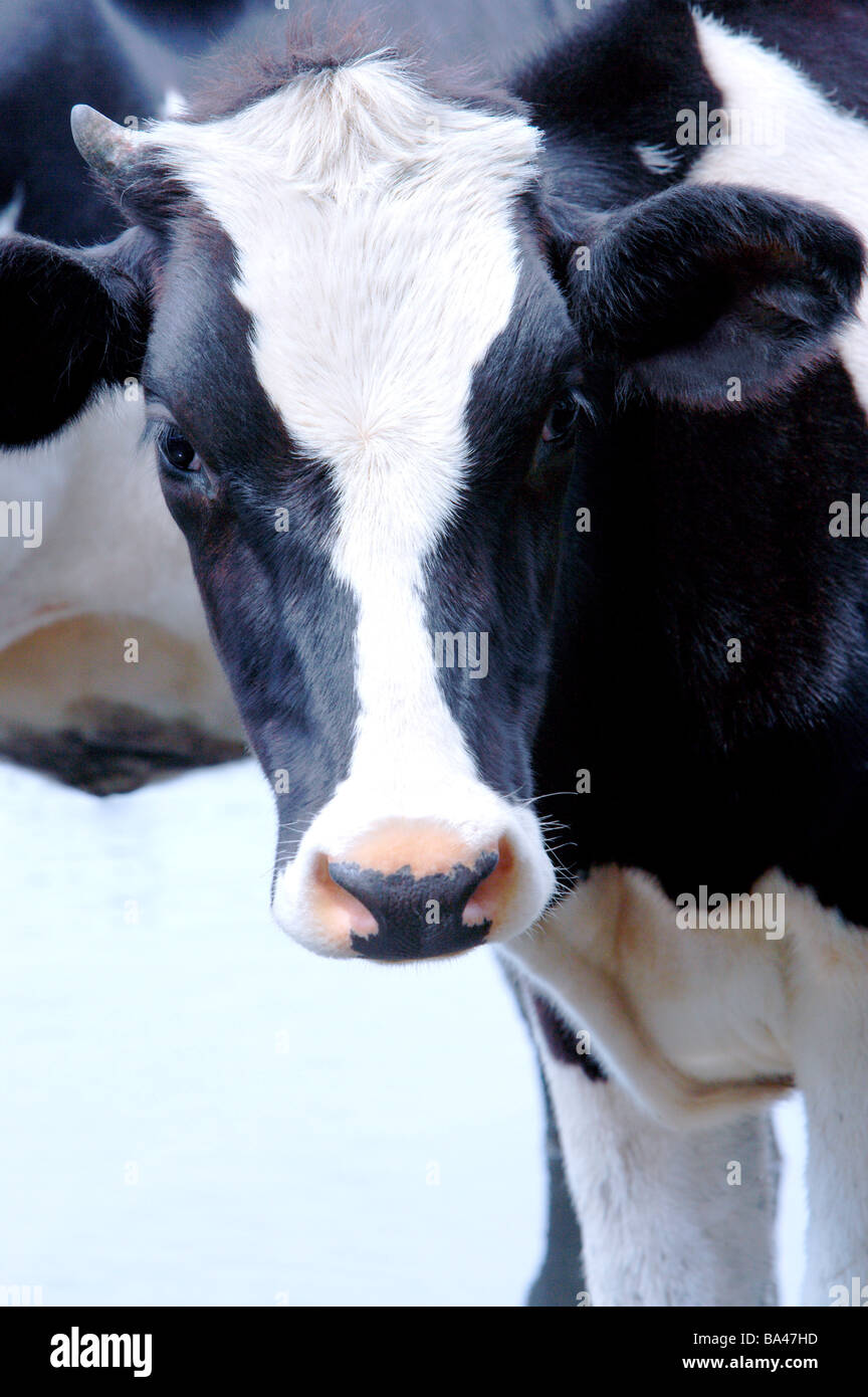 Cow standing and watching Stock Photo - Alamy