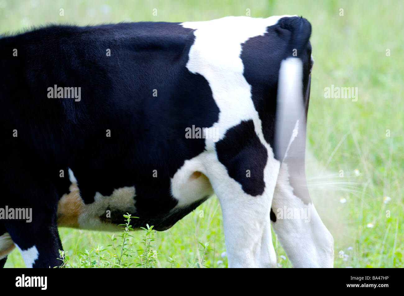 Cow standing low section Stock Photo - Alamy