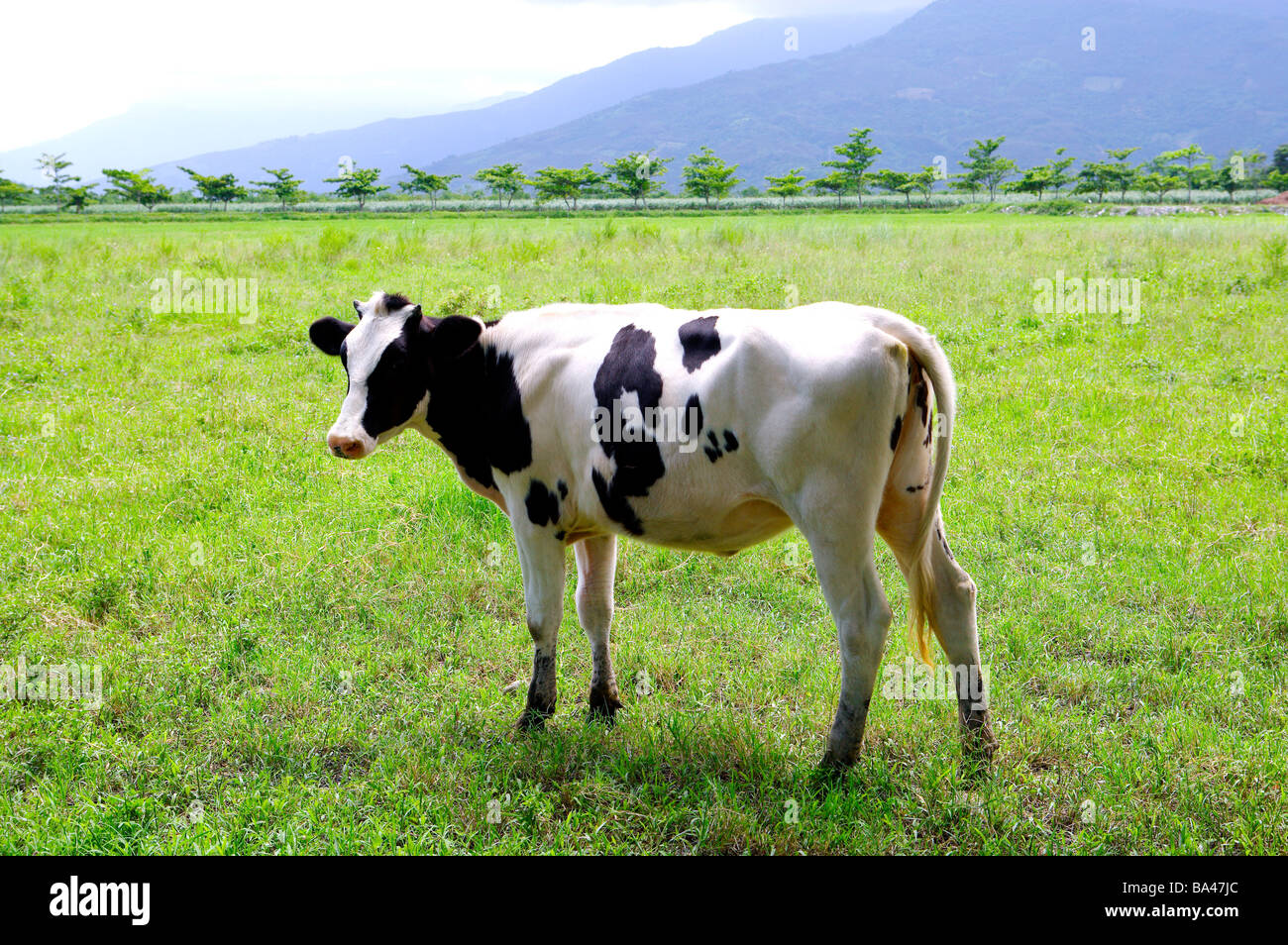 Cow in a pasture Stock Photo - Alamy