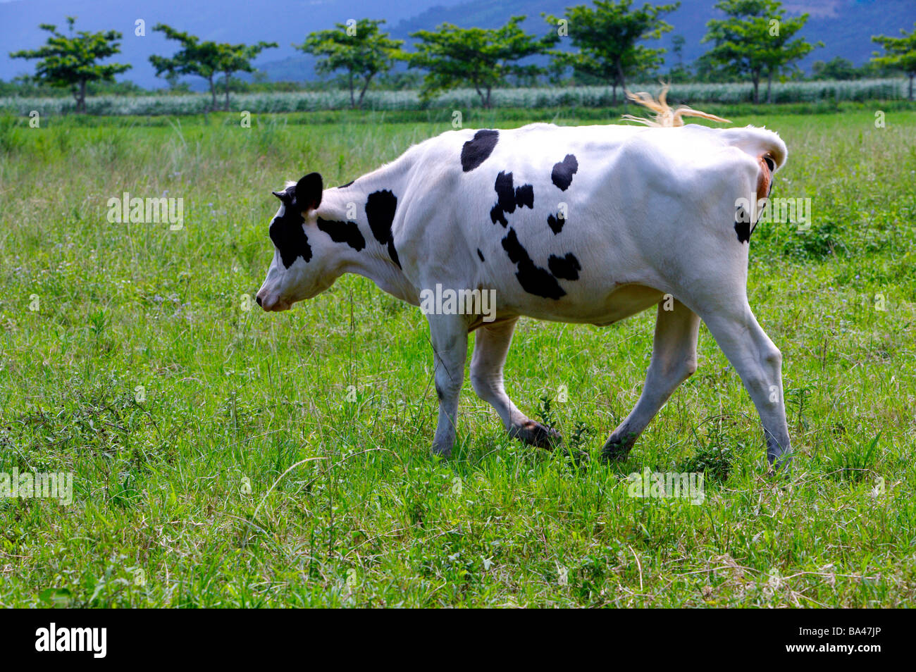 Cow in a pasture Stock Photo - Alamy