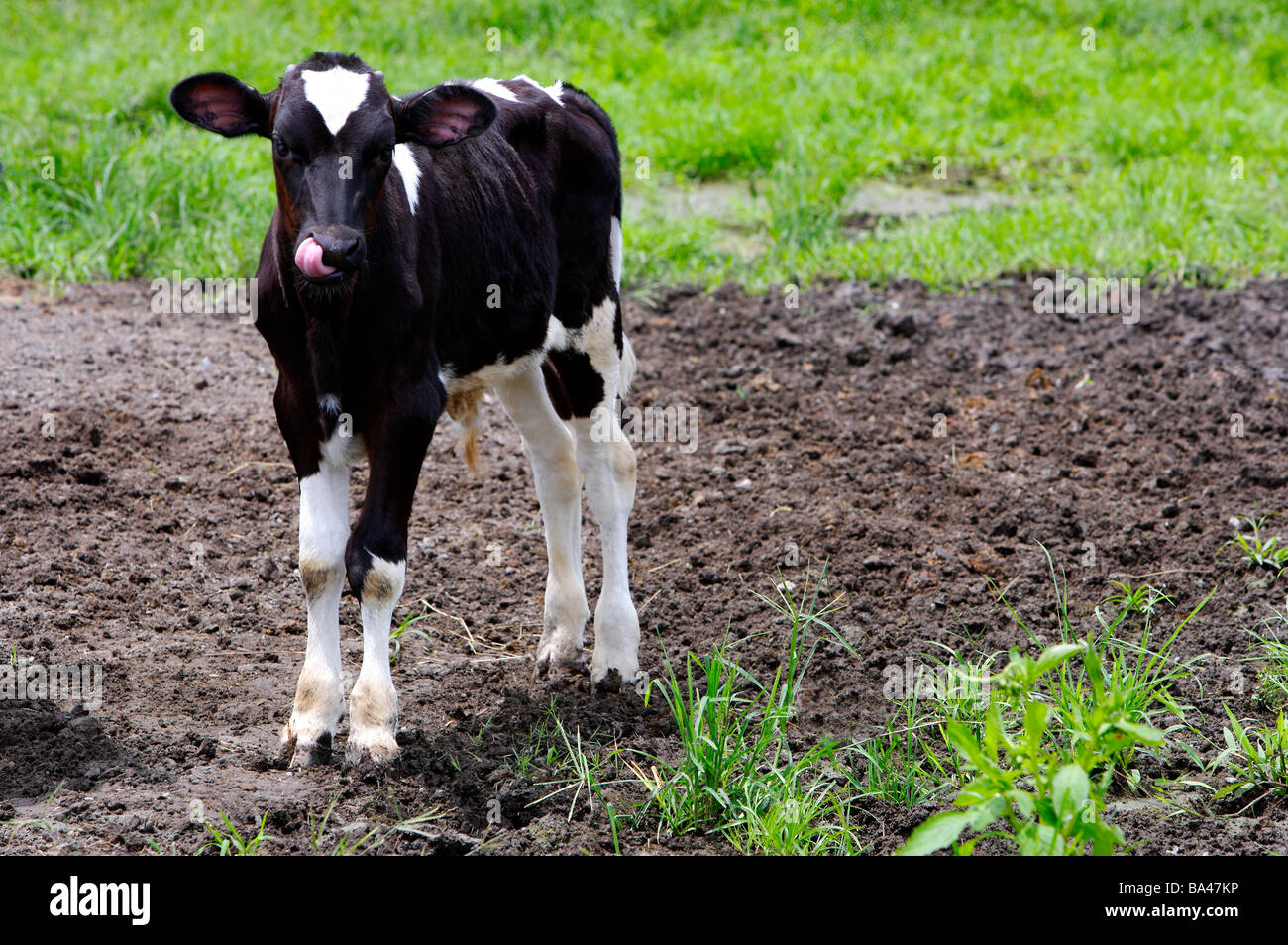 Calf in a pasture Stock Photo - Alamy