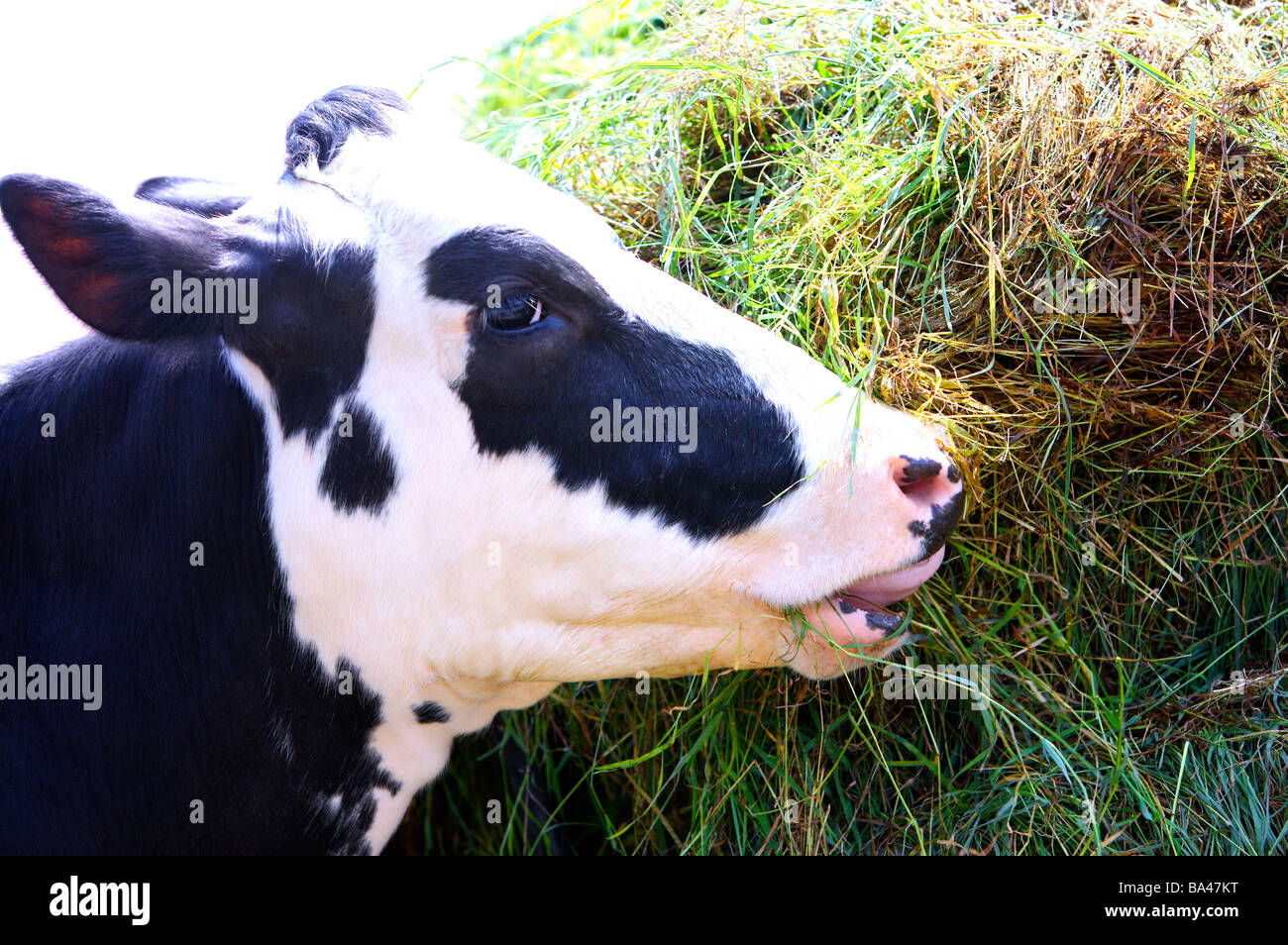 Cow eating hay close up Stock Photo - Alamy