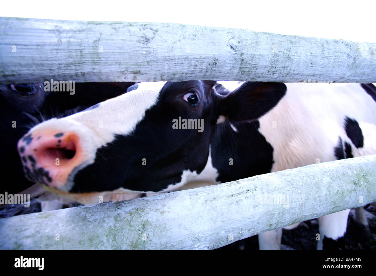 Through bars hi-res stock photography and images - Alamy