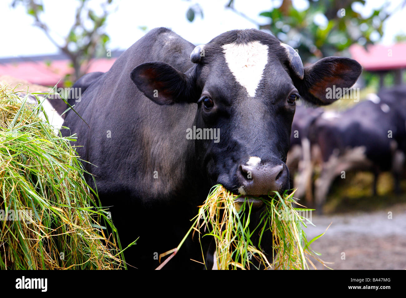 Cow eating hay close up Stock Photo - Alamy