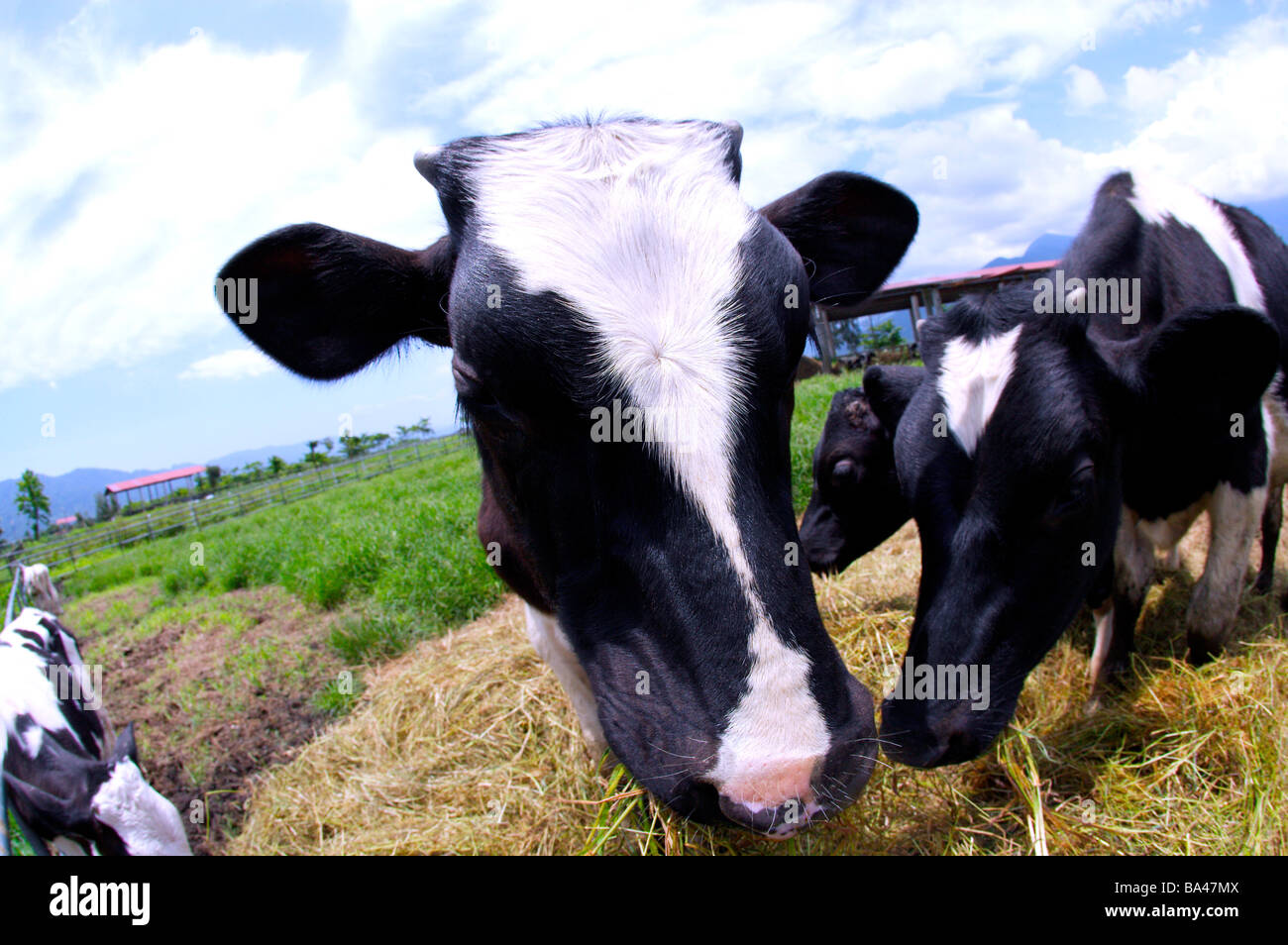 Cows eating hay in a field fish eye lens Stock Photo - Alamy
