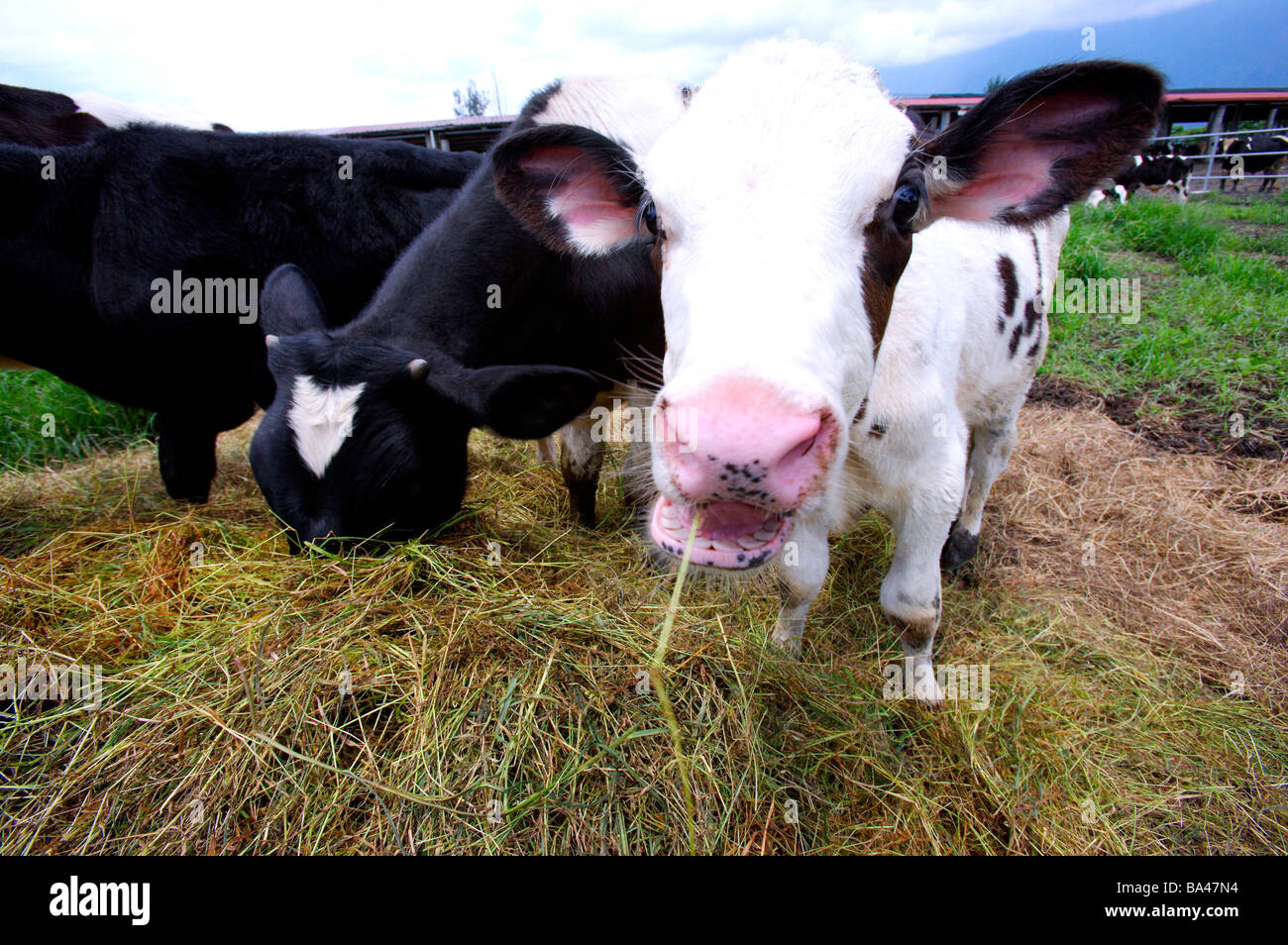 Cows eating hay in a field fish eye lens Stock Photo - Alamy