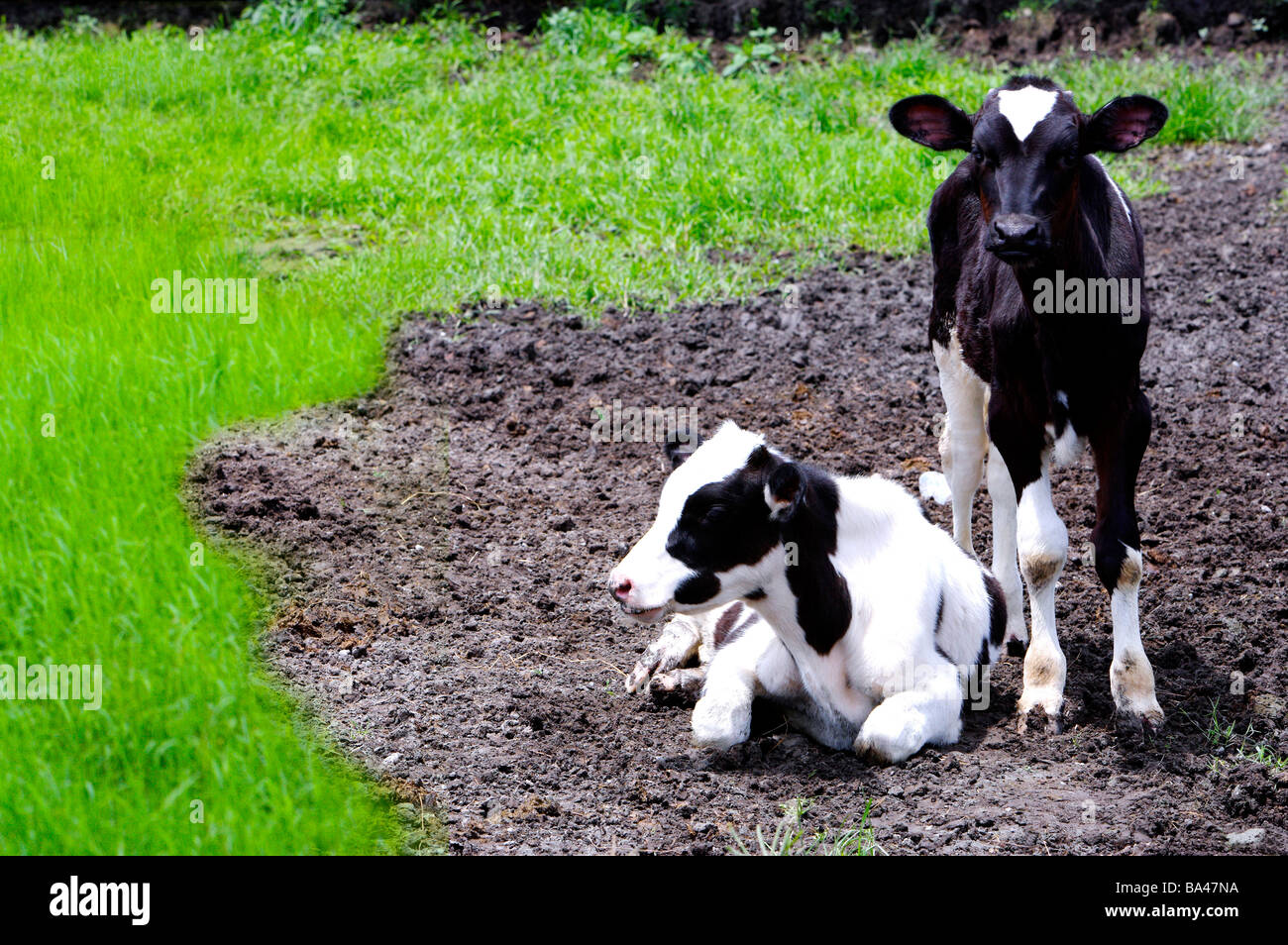 Cows taiwan hi-res stock photography and images - Alamy