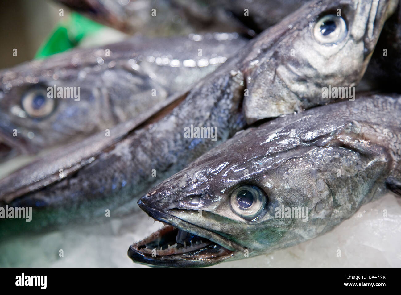 Hake fish hi-res stock photography and images - Alamy