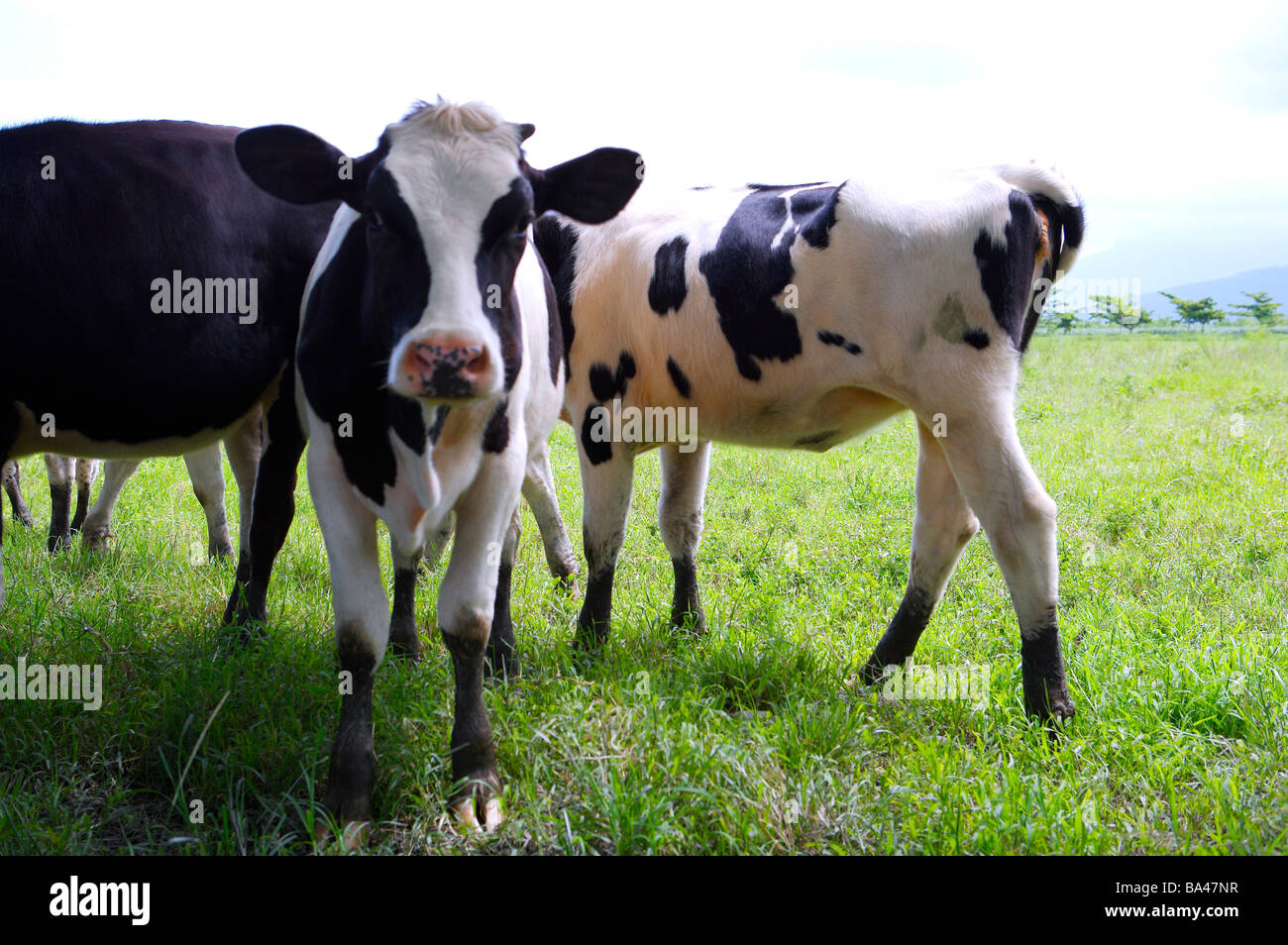 Cows taiwan hi-res stock photography and images - Alamy