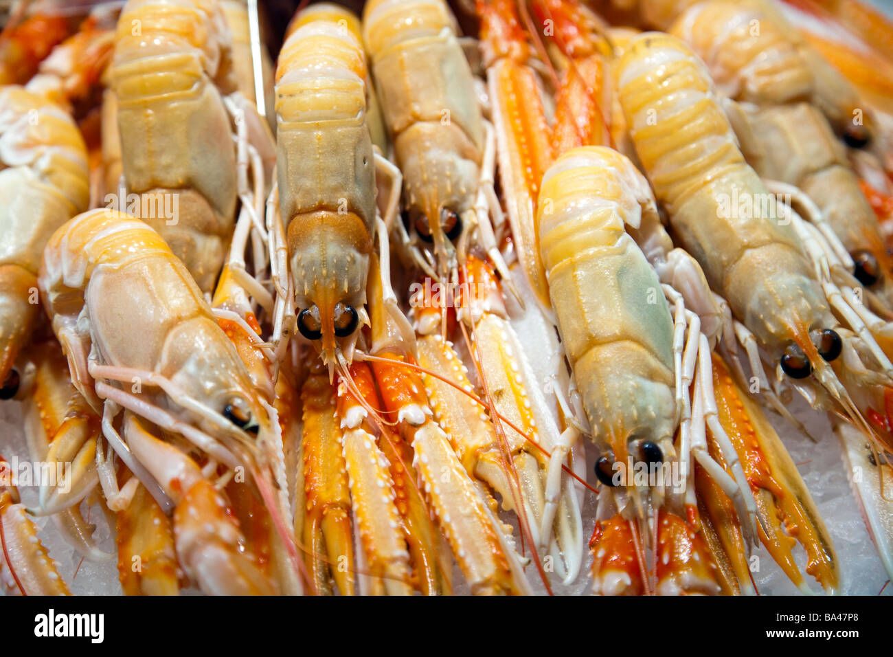 Crawfish Boqueria market town of Barcelona autonomous commnunity of ...