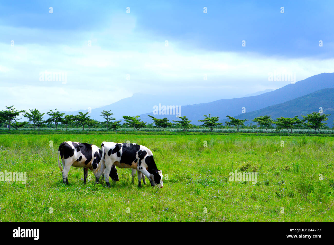 Cows taiwan hi-res stock photography and images - Alamy