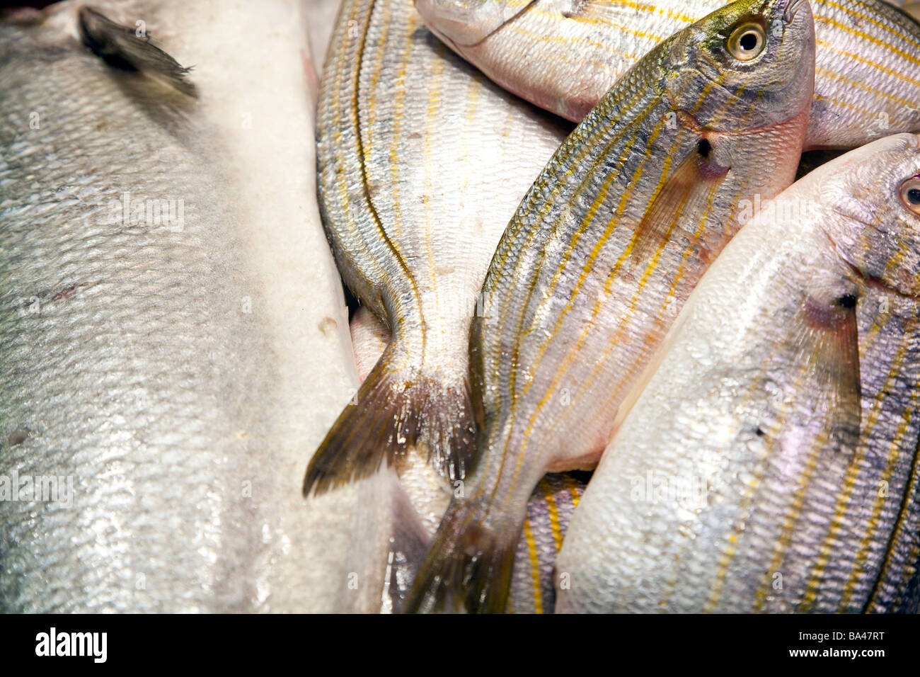 Sarpa salpa hi-res stock photography and images - Alamy