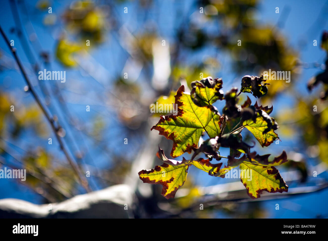 A plane tree hi-res stock photography and images - Alamy