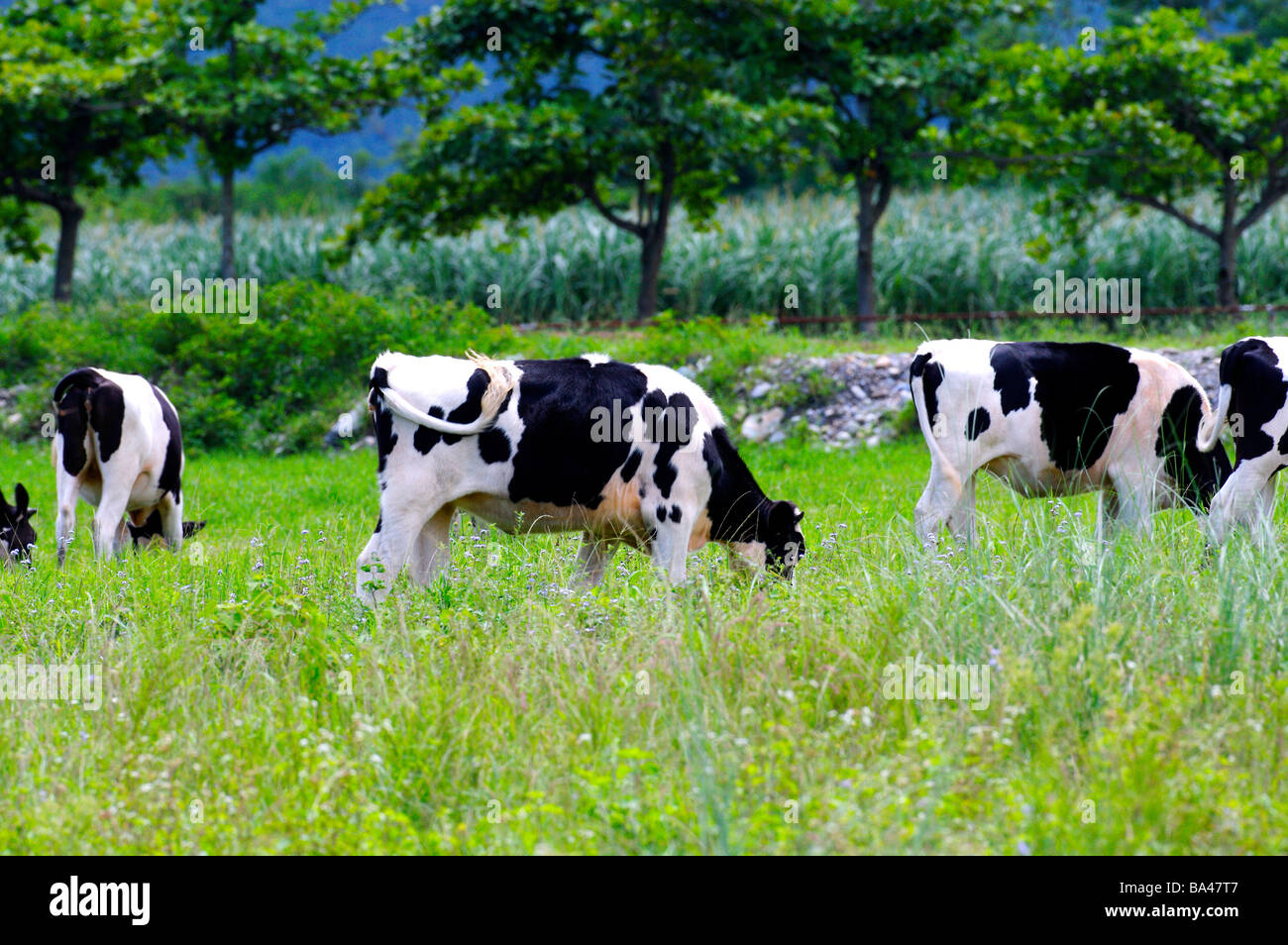 Cows grazing in field Stock Photo - Alamy