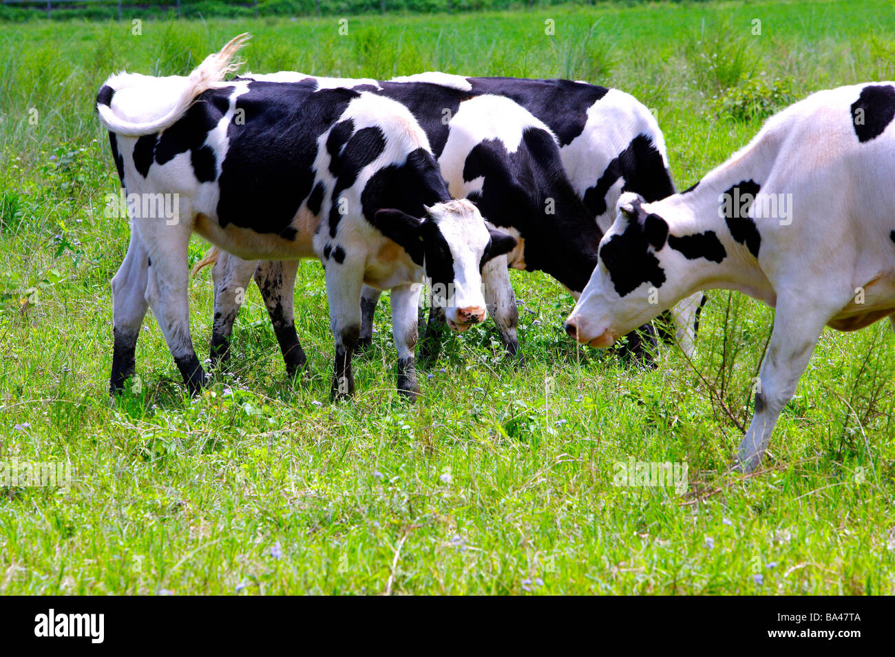 Cows taiwan hi-res stock photography and images - Alamy