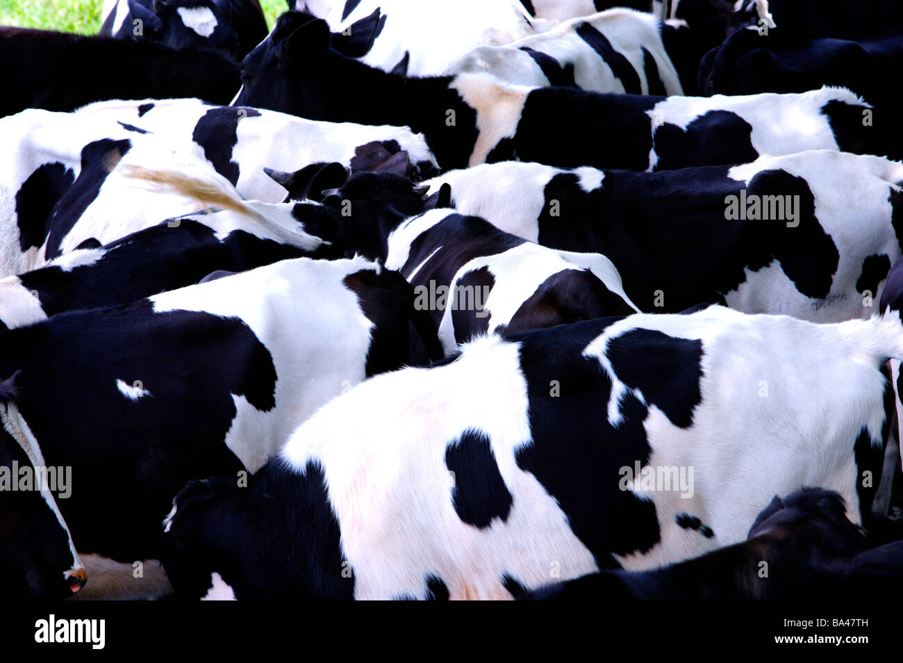 Large herd spotted cows hi-res stock photography and images - Alamy