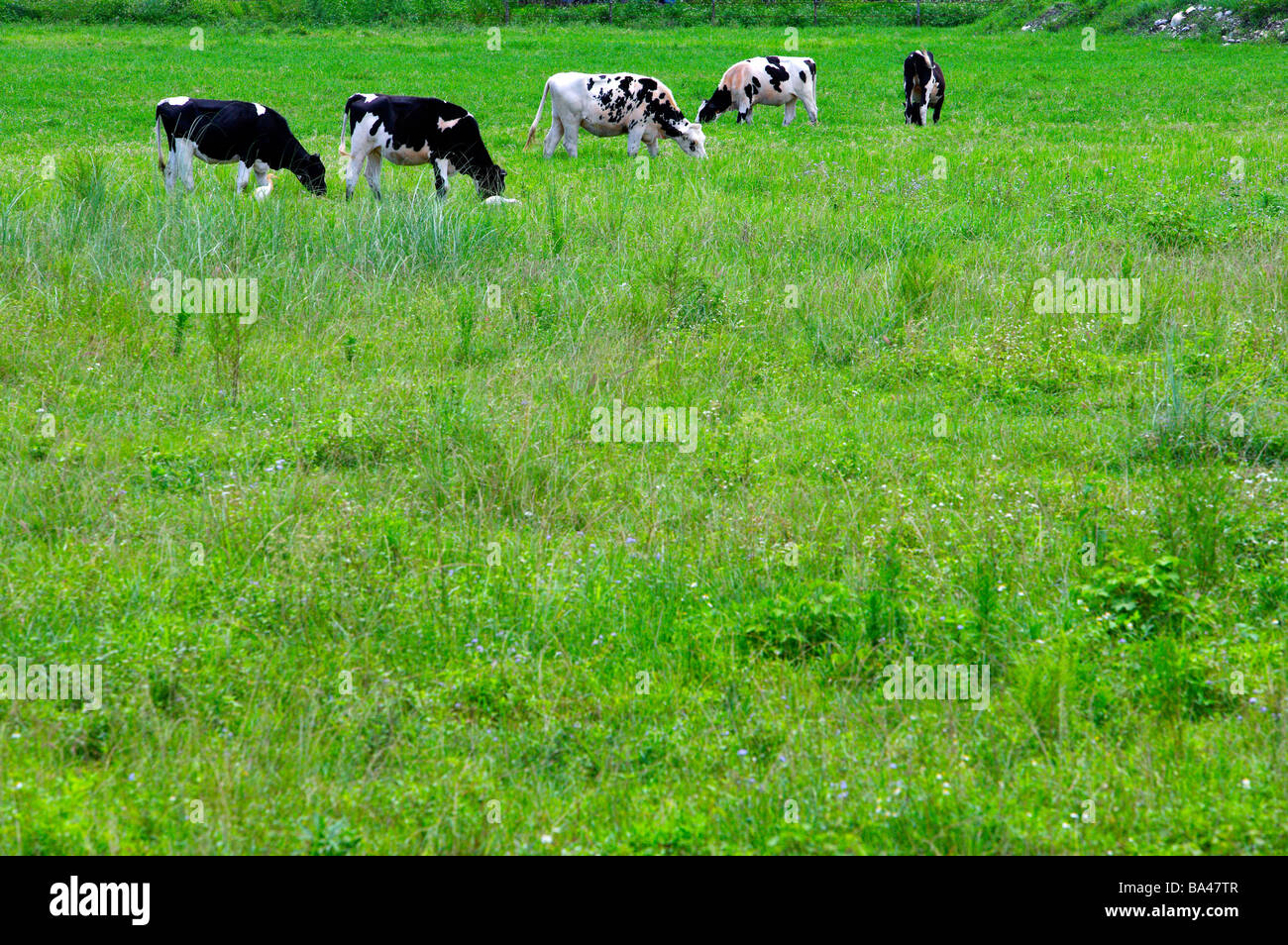 Cows grazing in field Stock Photo - Alamy