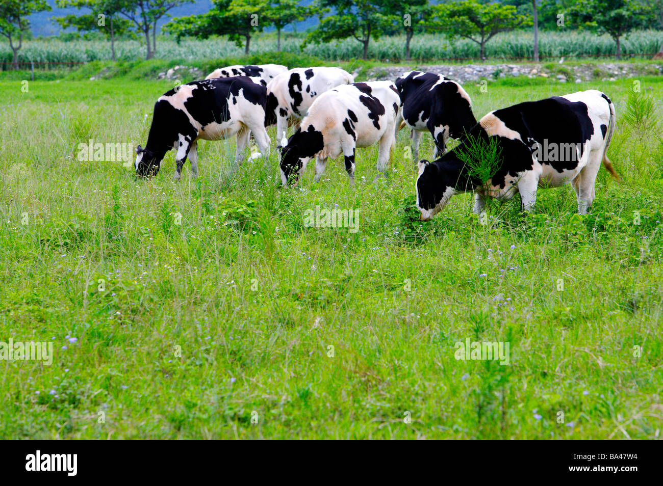 Cows taiwan hi-res stock photography and images - Alamy
