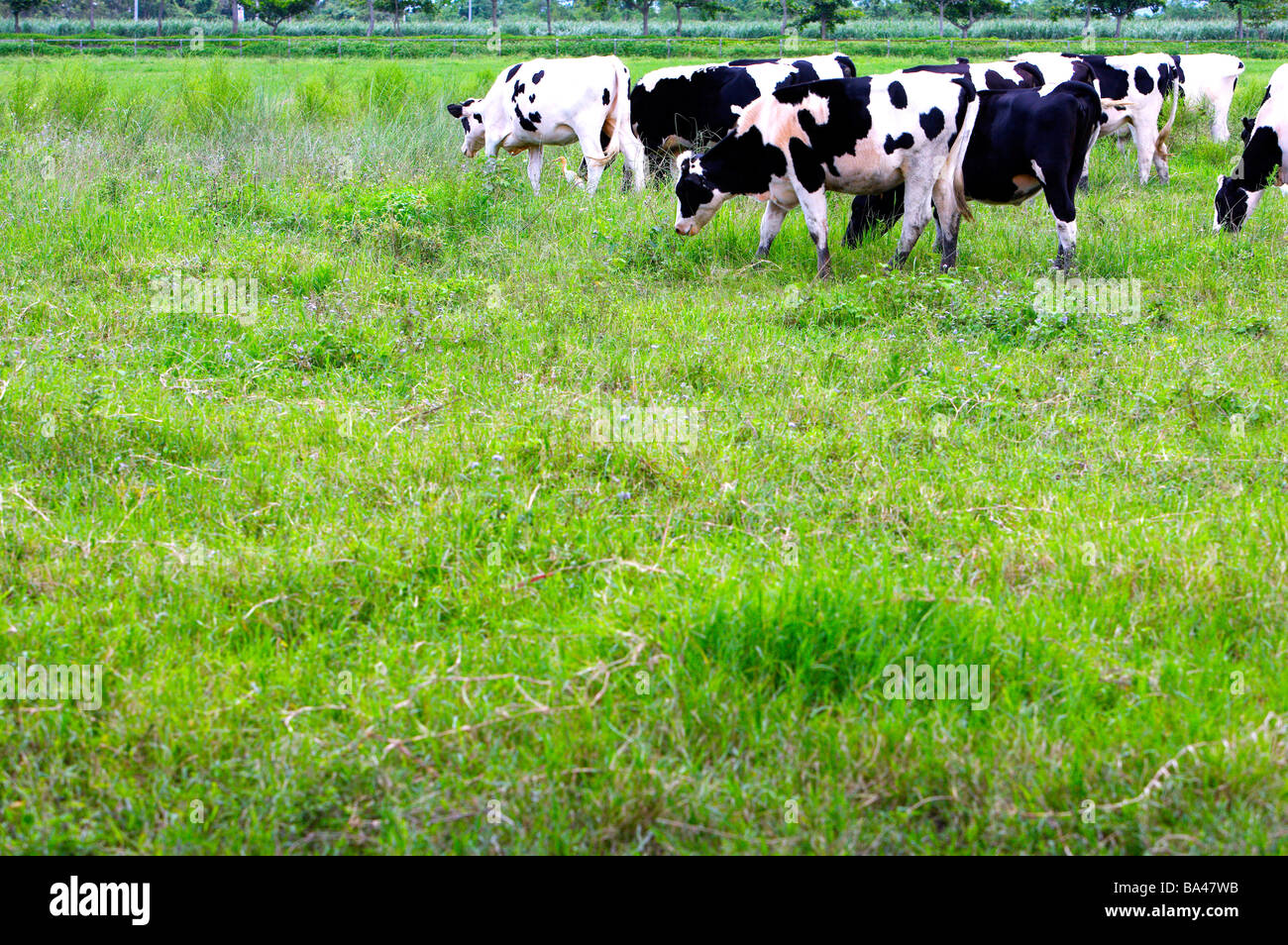 Cows grazing in field Stock Photo - Alamy