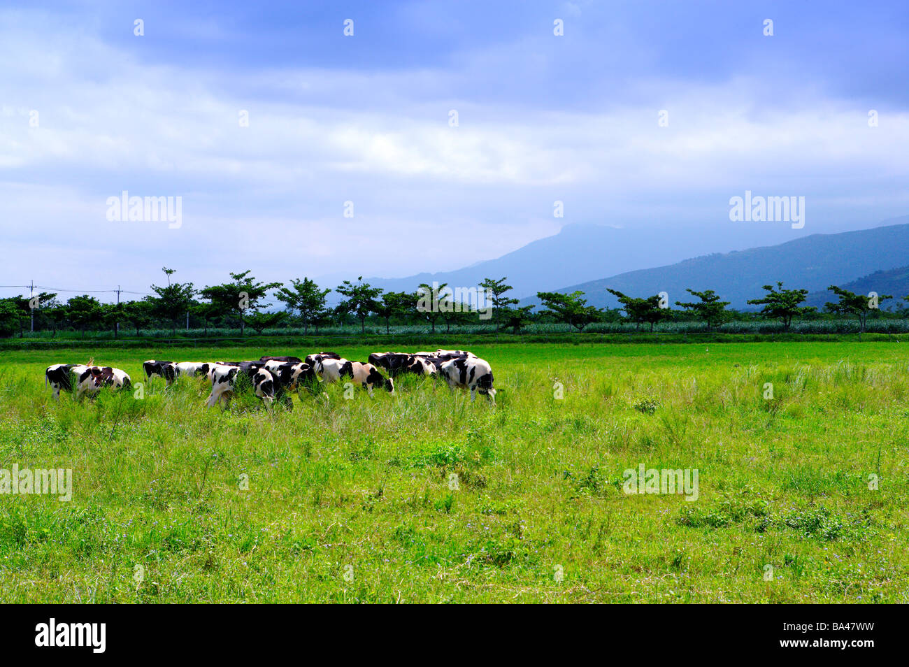 Cows grazing in field Stock Photo - Alamy