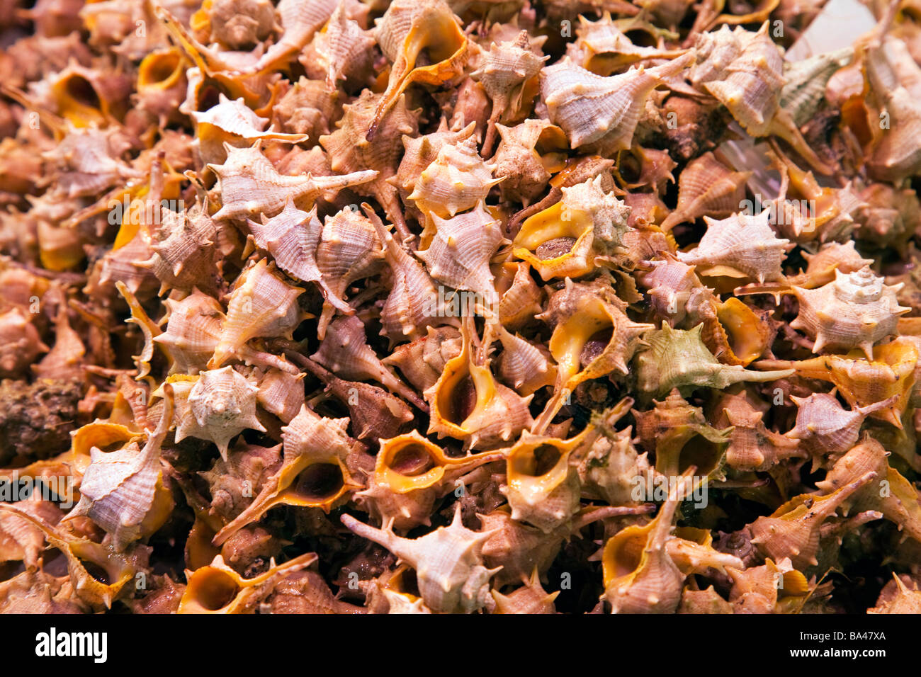 Purple dye murex hi-res stock photography and images - Alamy