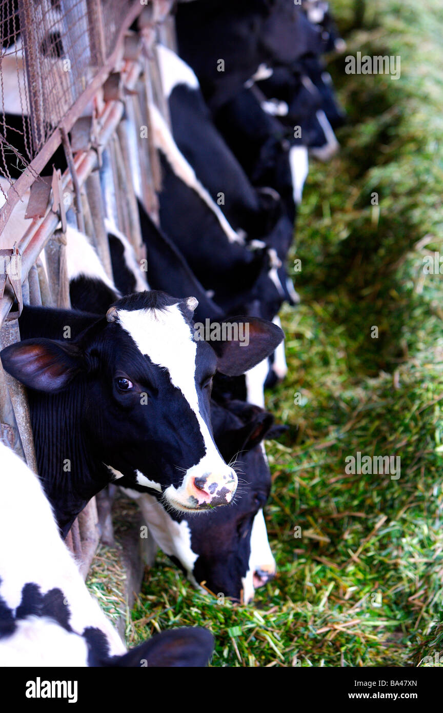 Cows leaning through a stall eating hay Stock Photo - Alamy