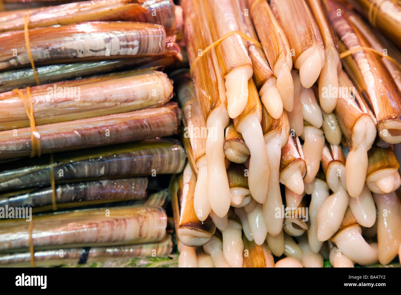 Razor clams hi-res stock photography and images - Alamy
