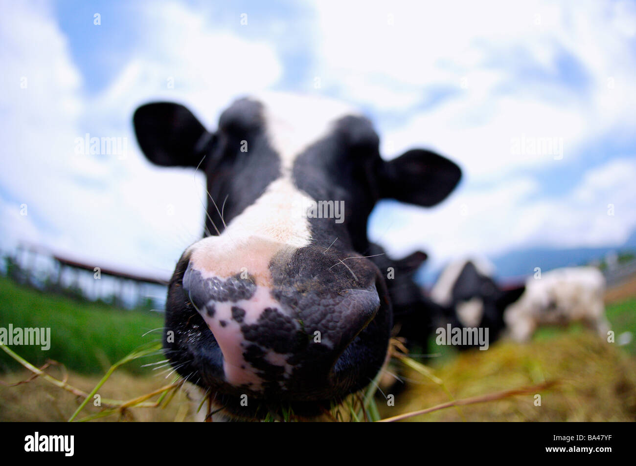 Cow fish eye lens hi-res stock photography and images - Alamy