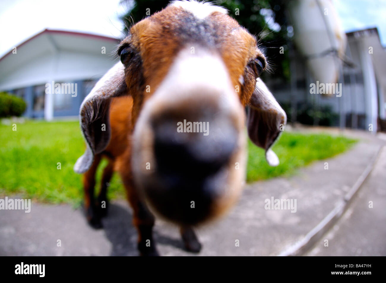 Close up of goat fish eye Stock Photo - Alamy