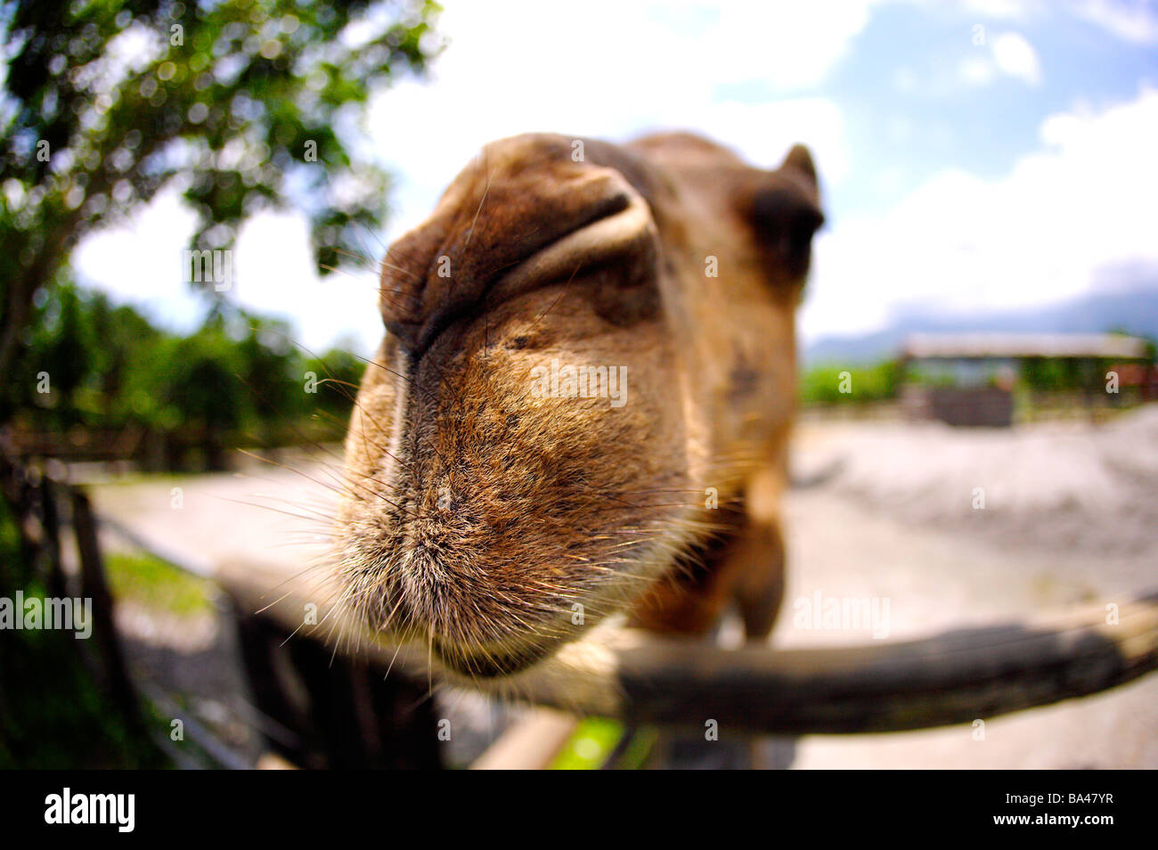 Close up of camel fish eye Stock Photo - Alamy