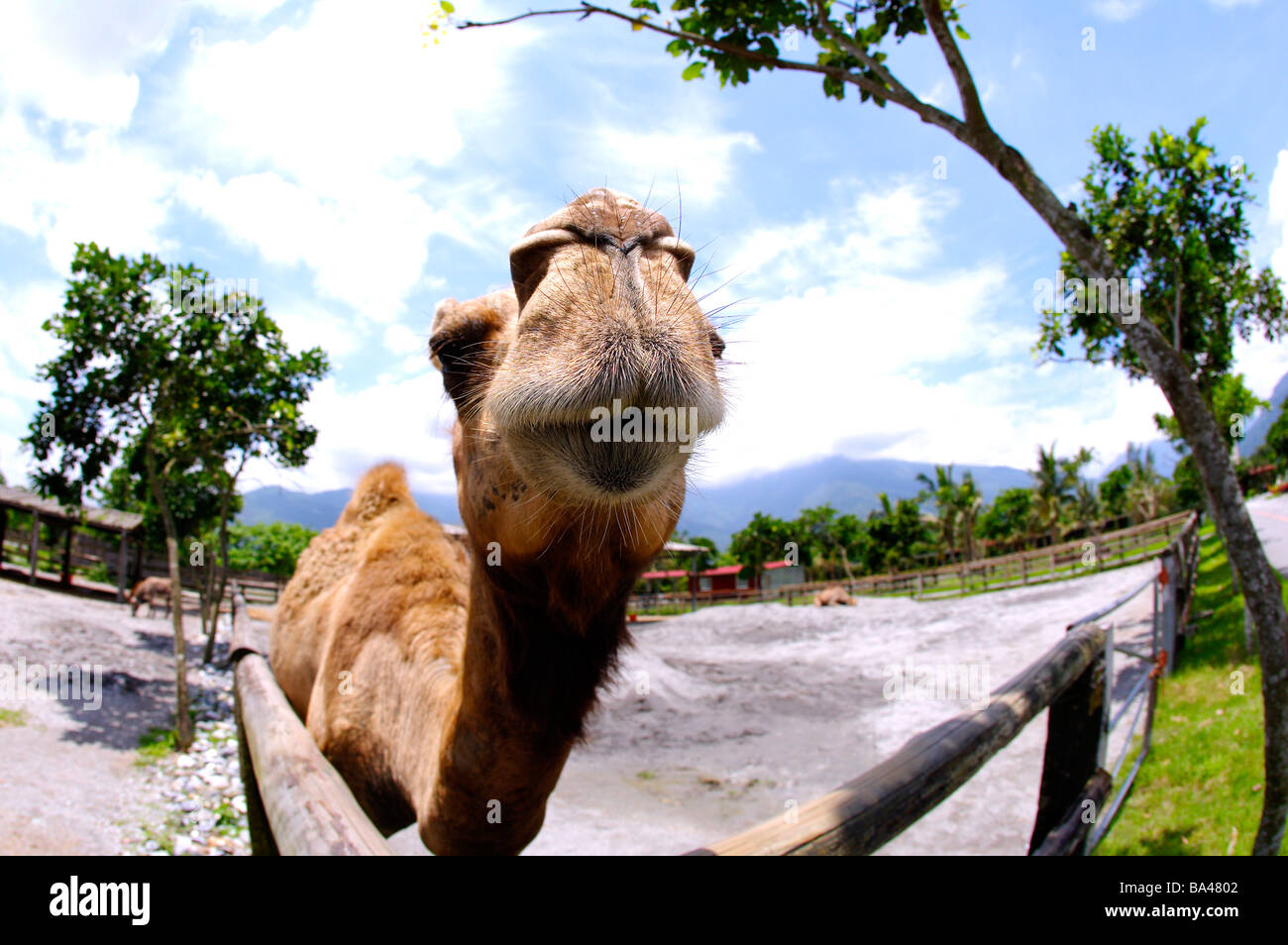 Close up of camel fish eye Stock Photo - Alamy