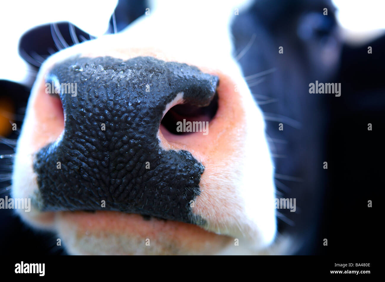 Close up of cow Stock Photo - Alamy