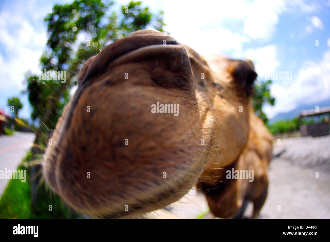 Close up of camel fish eye Stock Photo - Alamy