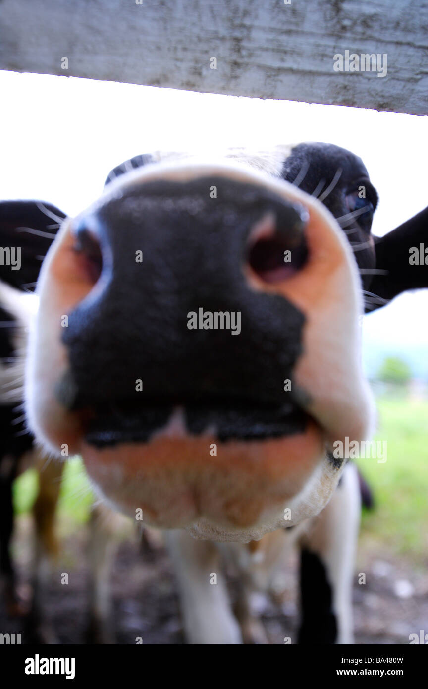 Cow behind fence close up Stock Photo - Alamy