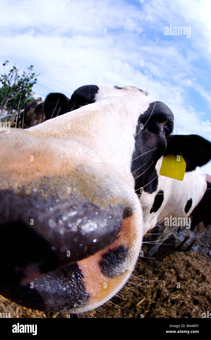Close up of cow fish eye Stock Photo - Alamy