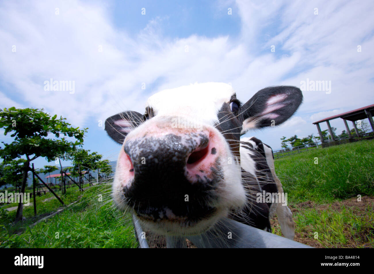 Cow fish eye lens hi-res stock photography and images - Alamy