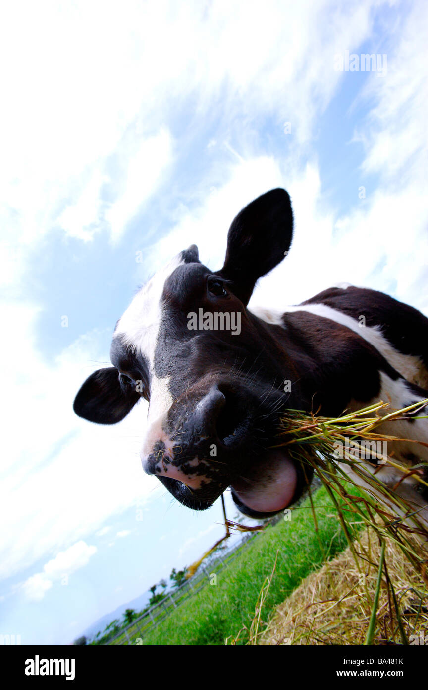 Cow eating hay in field Stock Photo - Alamy
