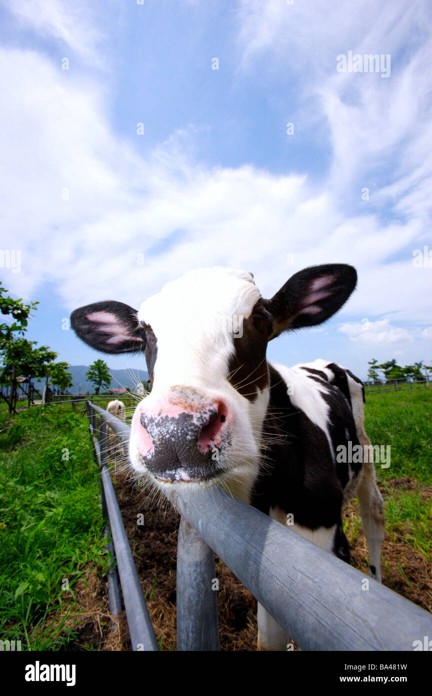 Cow behind fence close up Stock Photo - Alamy