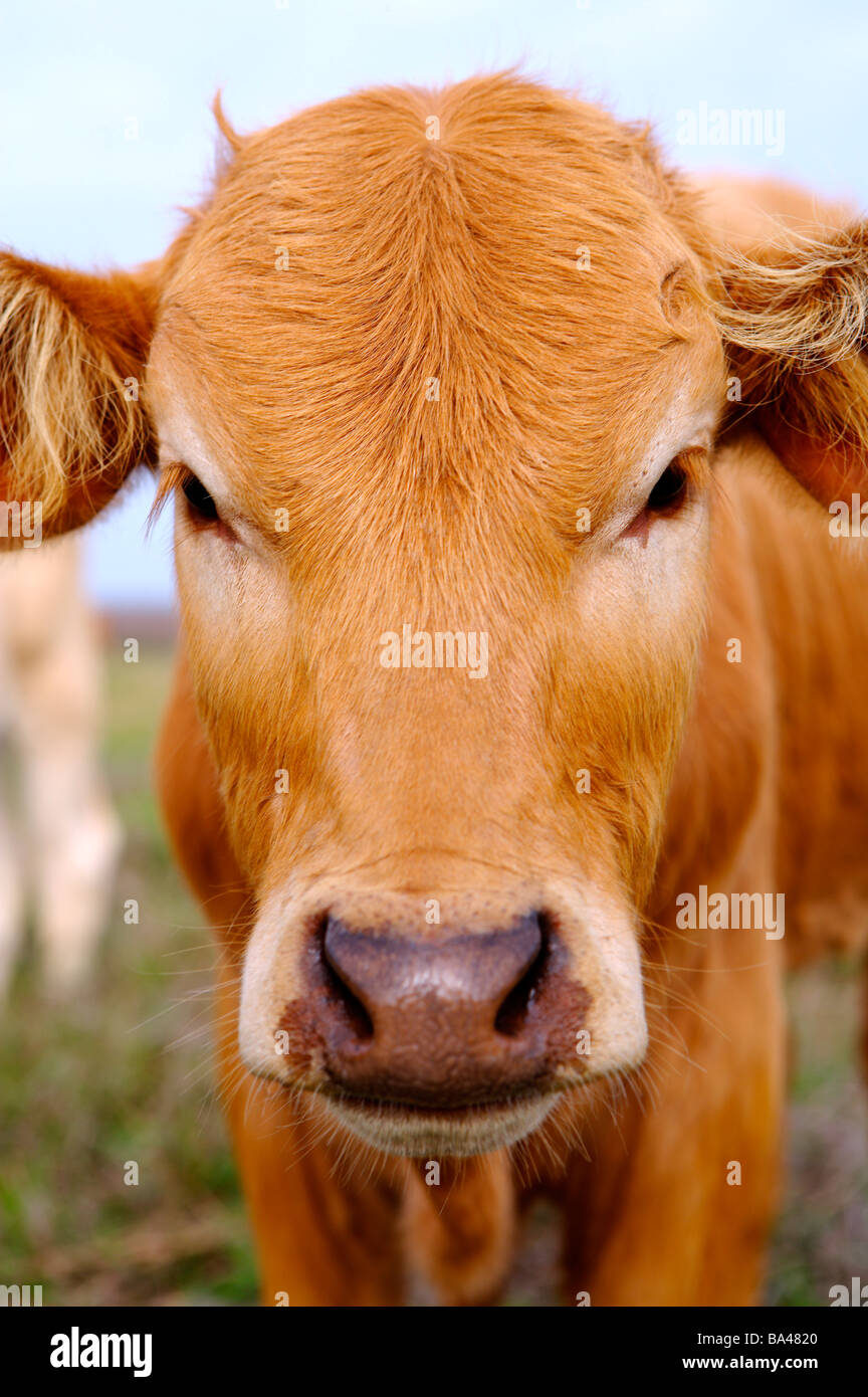Close up of a cow Stock Photo - Alamy