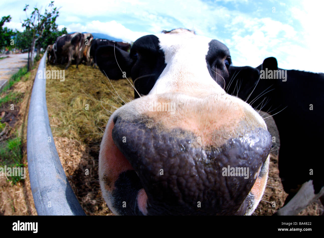 Close up of a cow behind fence fish eye Stock Photo - Alamy