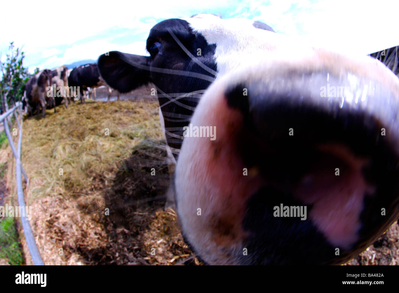 Close up of a cow fish eye Stock Photo - Alamy