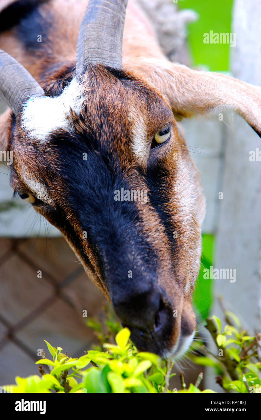 Gemsbok eating grass high angle view close up Stock Photo - Alamy