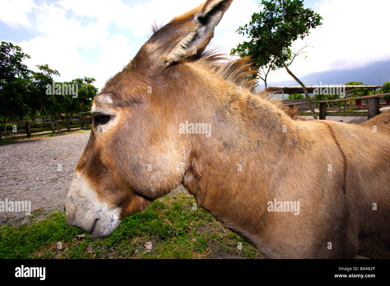 Donkey side view cute hi-res stock photography and images - Alamy
