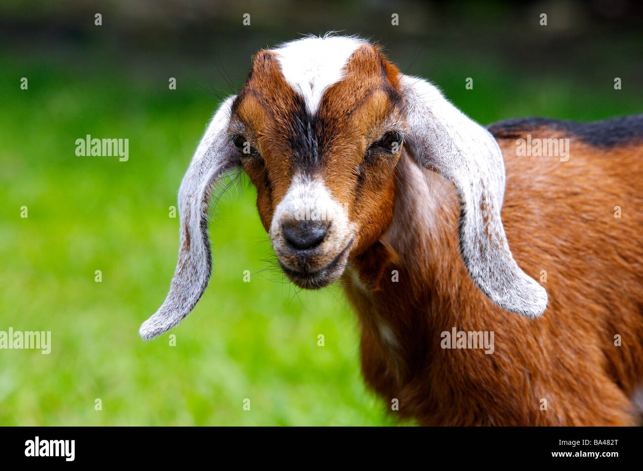 Goat in field Stock Photo - Alamy